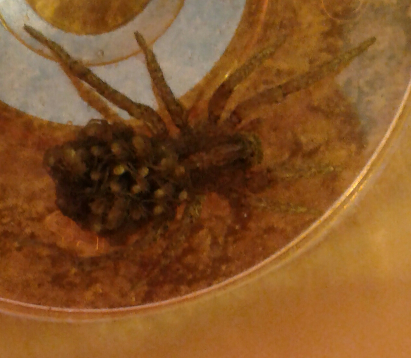 Wolf Spider in Mason Valley: Mom is carrying her spiderlets on her back ...