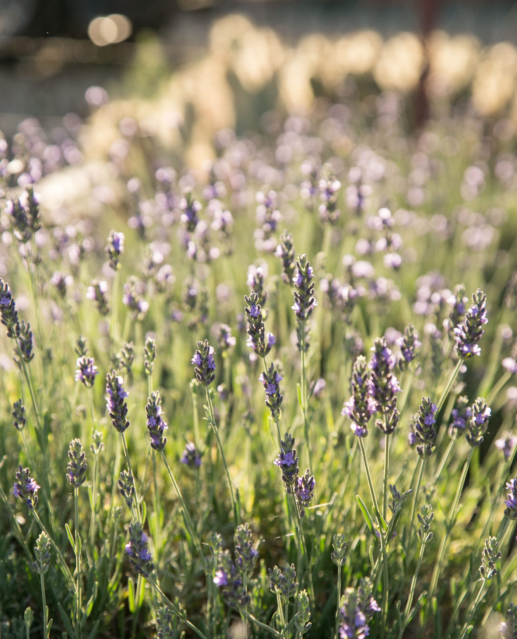 Deeply Rooted Farms- Where Roots Mean Everything – Pizen Switch Times