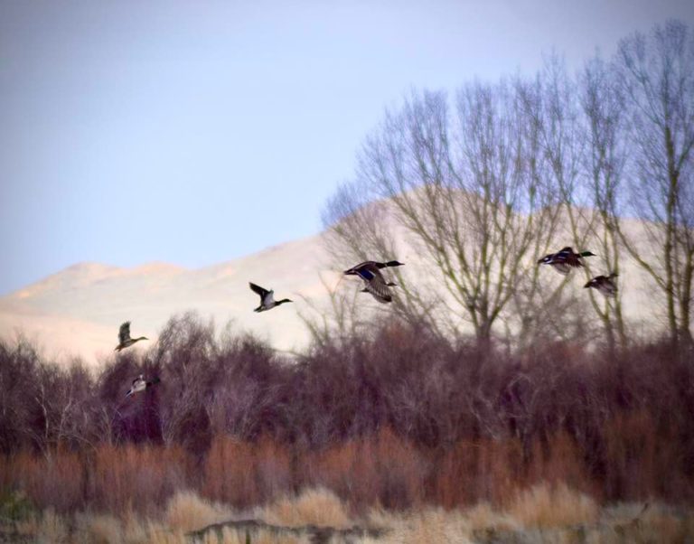 Mason Valley Wildlife Management Area ~ April 14th, 2022 ~ Through the ...
