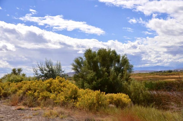 Mason Valley Wildlife Management Area 2022 Sep 19 Roberta Bryant 1 ...