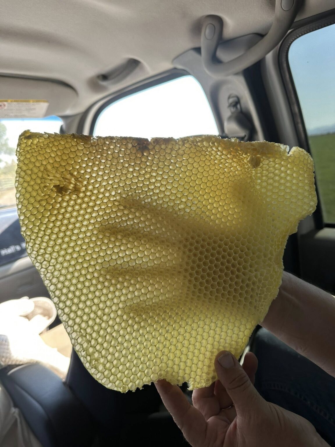 From Beehive to the Kitchen: 5 Generations of Hall’s Honey – Pizen ...